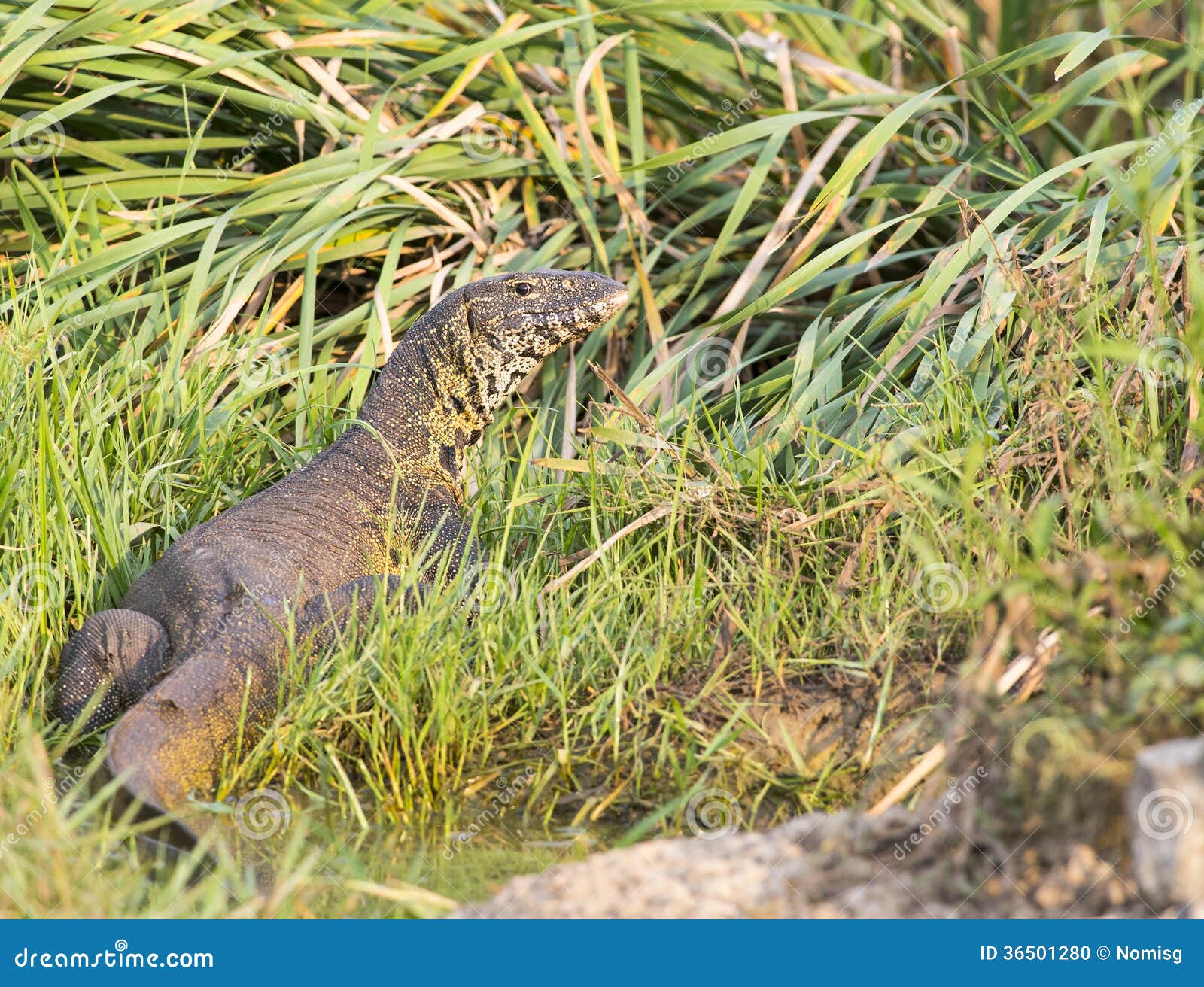 Monitor Lizard Looking Back Stock Photo - Image of lizard, waran: 36501280