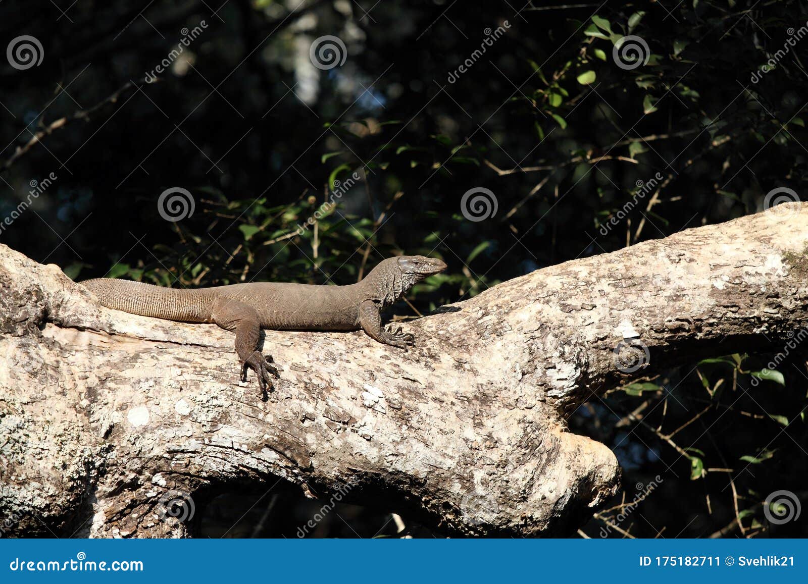 Monitor Lizard Lying on the Tree Trunk Stock Image - Image of trunk ...