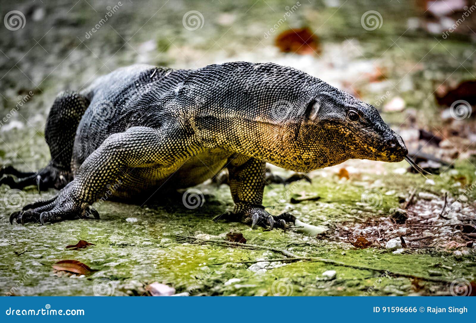 Monitor Lizard stock photo. Image of longtongue, malayanwatermonitor ...
