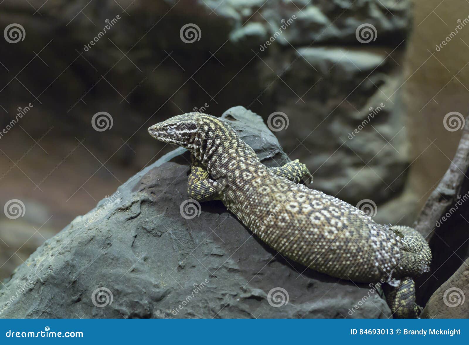 Monitor Lizard stock image. Image of cruel, large, monster - 84693013