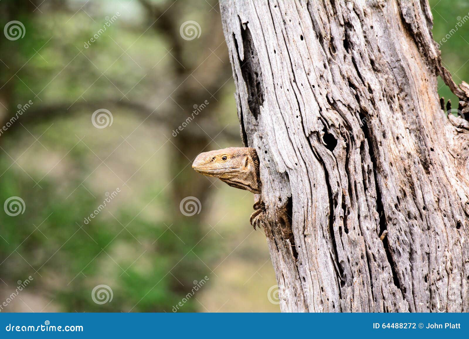 Monitor Lizard Peeping Out of Its Hole Stock Photo - Image of reptiles, poking: 64488272