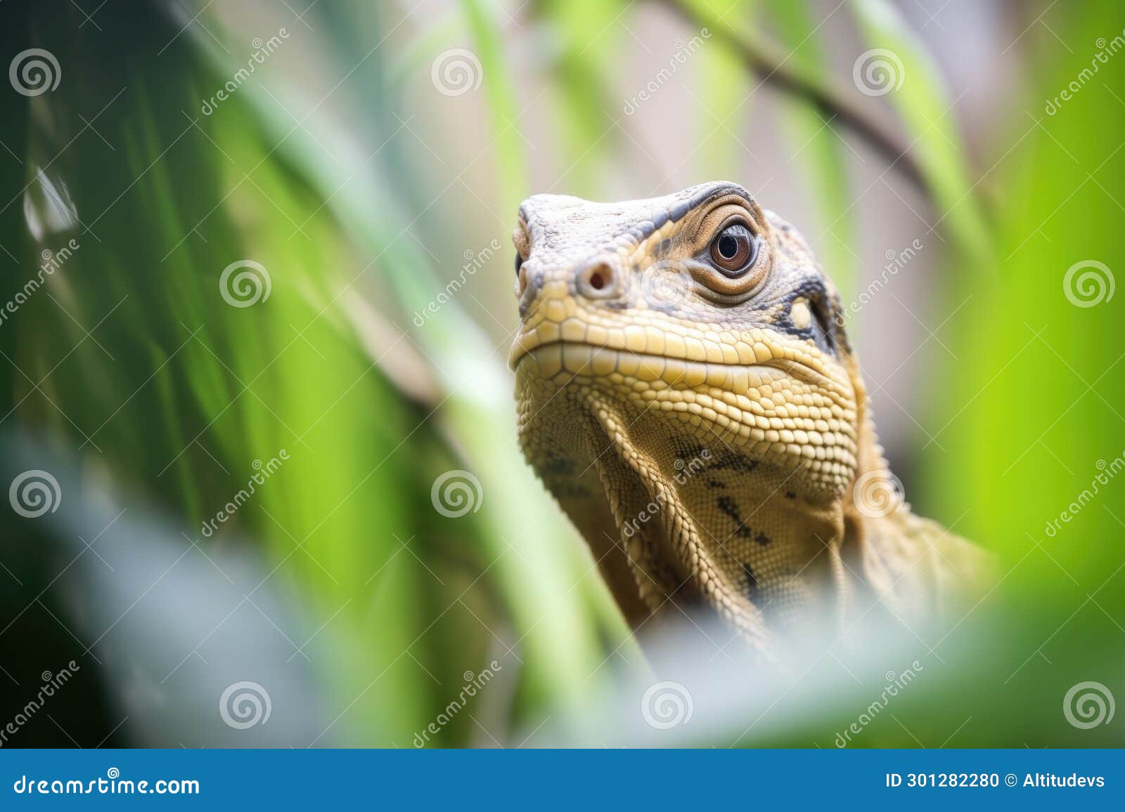 Monitor Lizard Peering from Behind Leafy Branches Stock Illustration ...