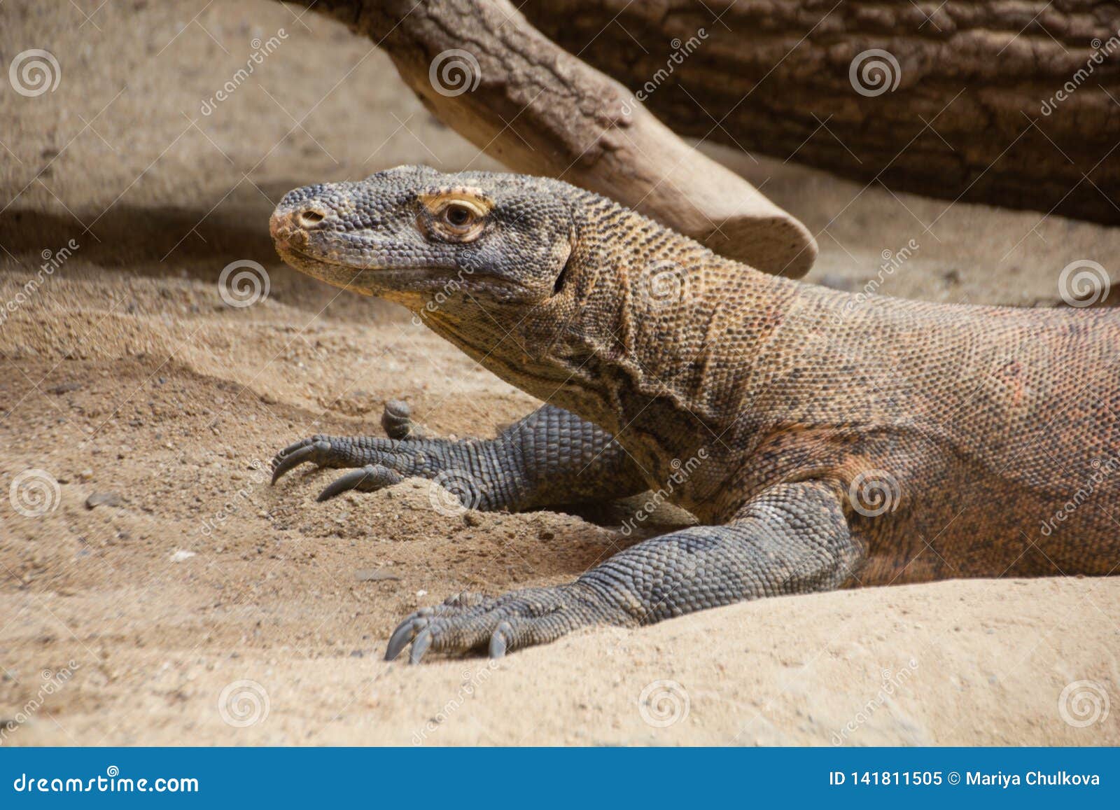 Monitor lizard profile stock image. Image of iguana - 141811505