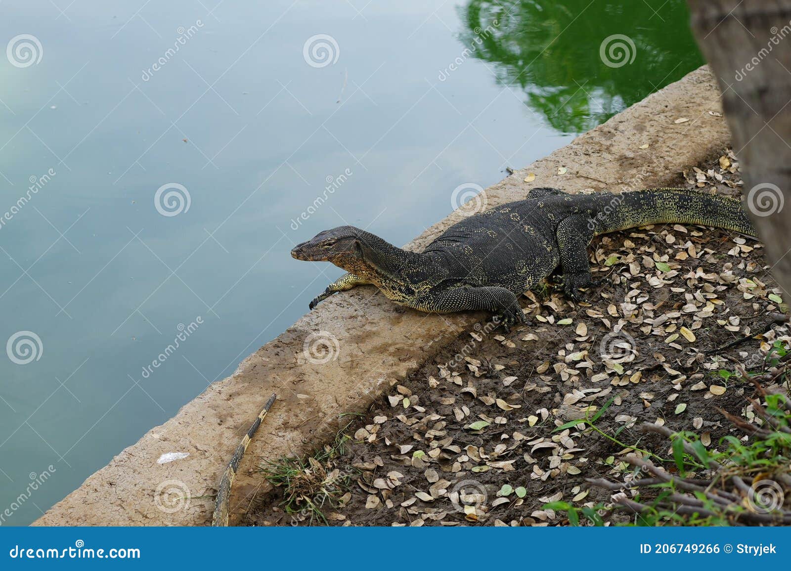 Lizard Resting in the Park by the Lake Stock Photo - Image of crocodile ...