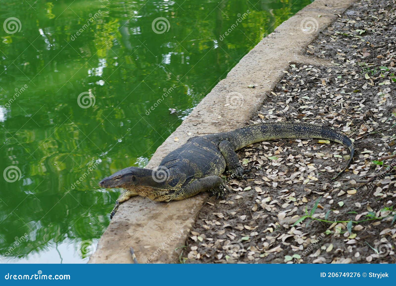 Monitor lizard resting stock photo. Image of resting - 206749276
