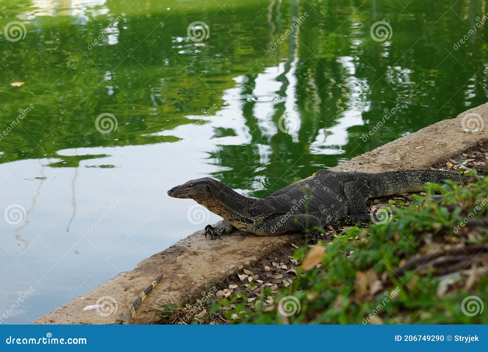 Monitor lizard resting stock photo. Image of scales - 206749290