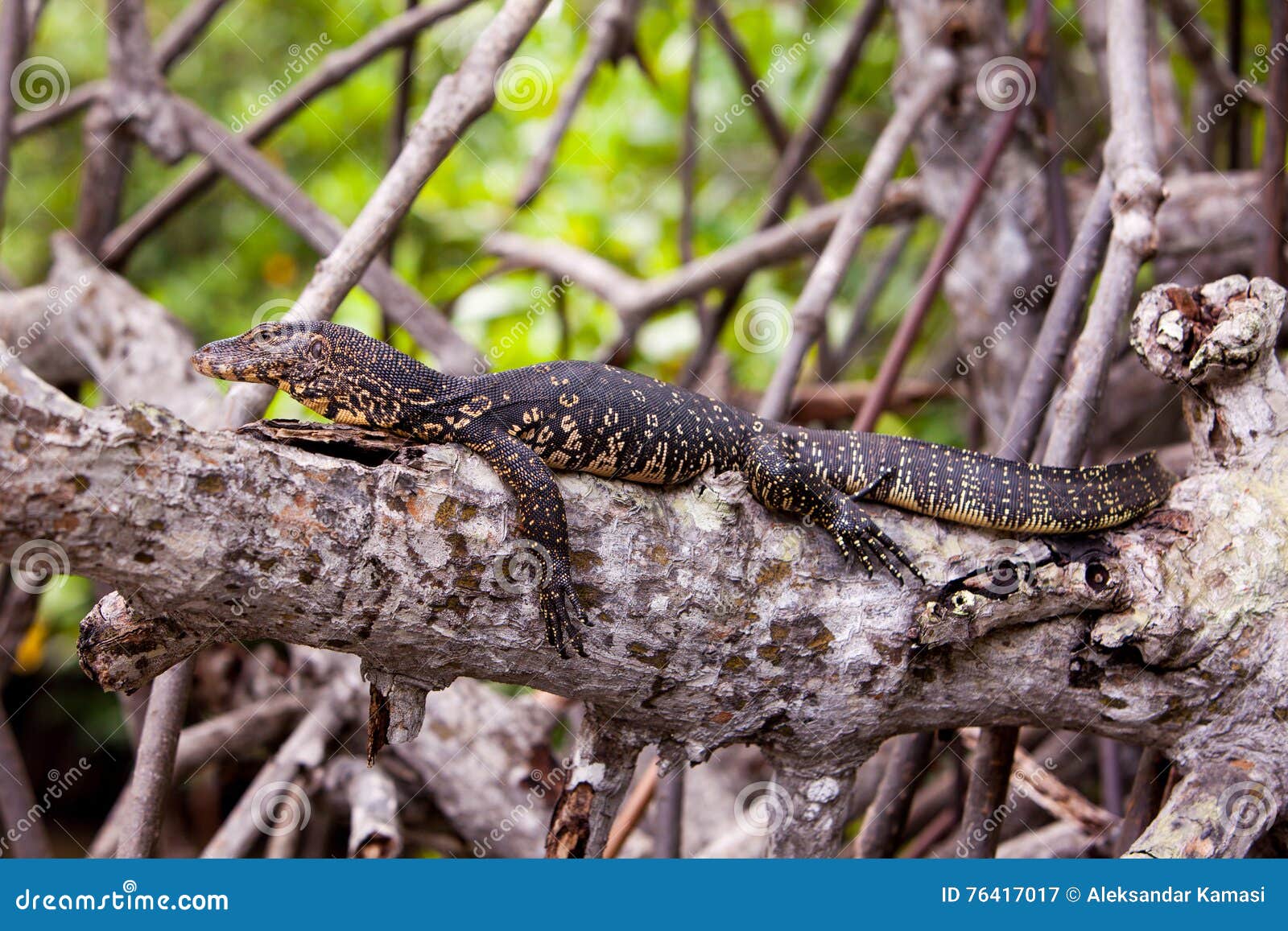 Monitor Lizard Resting on a Tree Branch Stock Image - Image of close ...