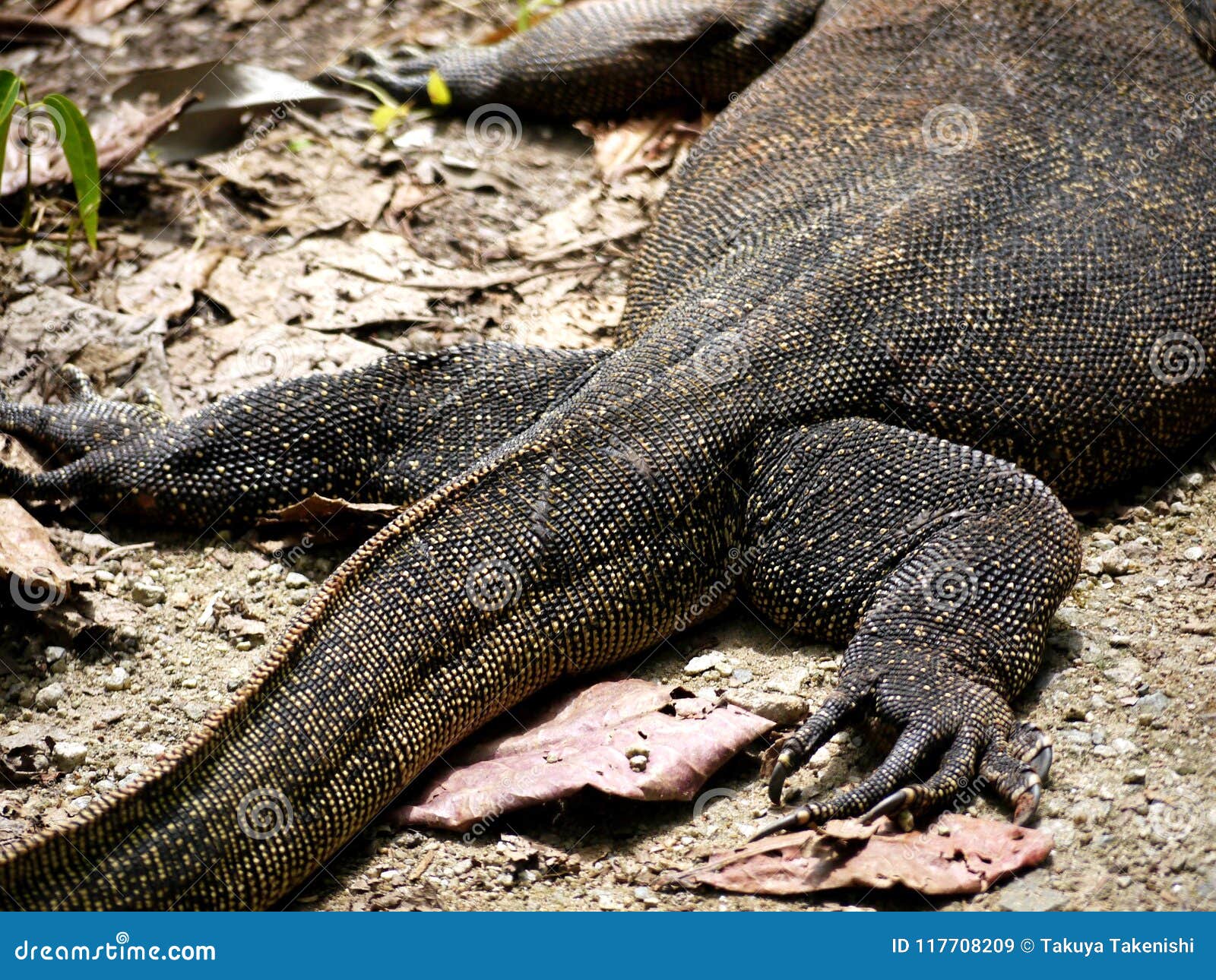 Wildness of monitor lizard stock image. Image of animal - 117708209