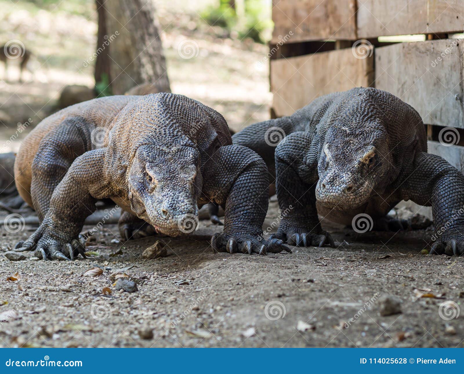 Monitor Lizard on Rinca Island, Indonesia. Stock Photo - Image of ...