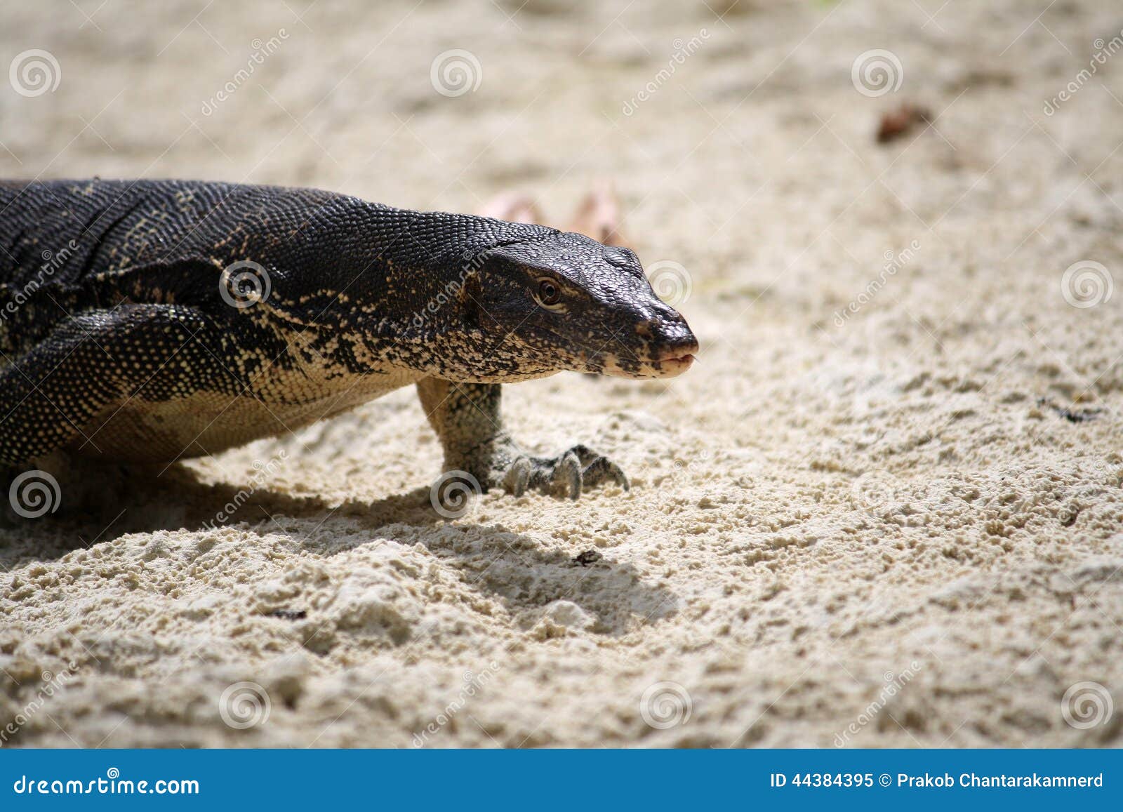 Monitor Lizard on sand stock image. Image of national - 44384395