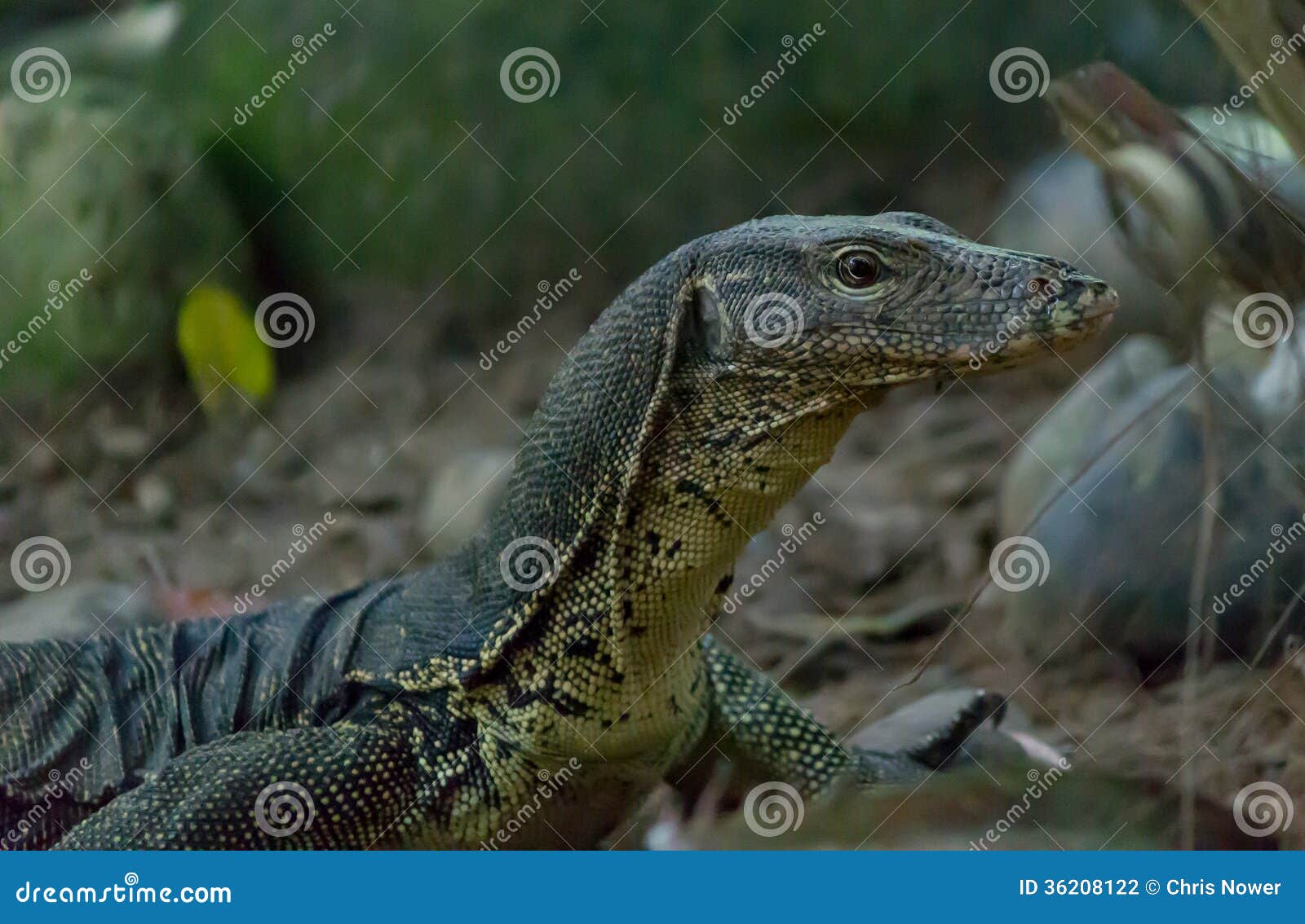 Monitor Lizard stock photo. Image of reptile, monitor - 36208122