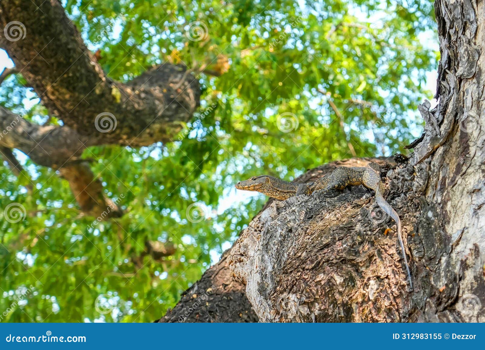 Monitor Lizard on the Shore Climbed Out of the Pond Onto Tree City Park ...