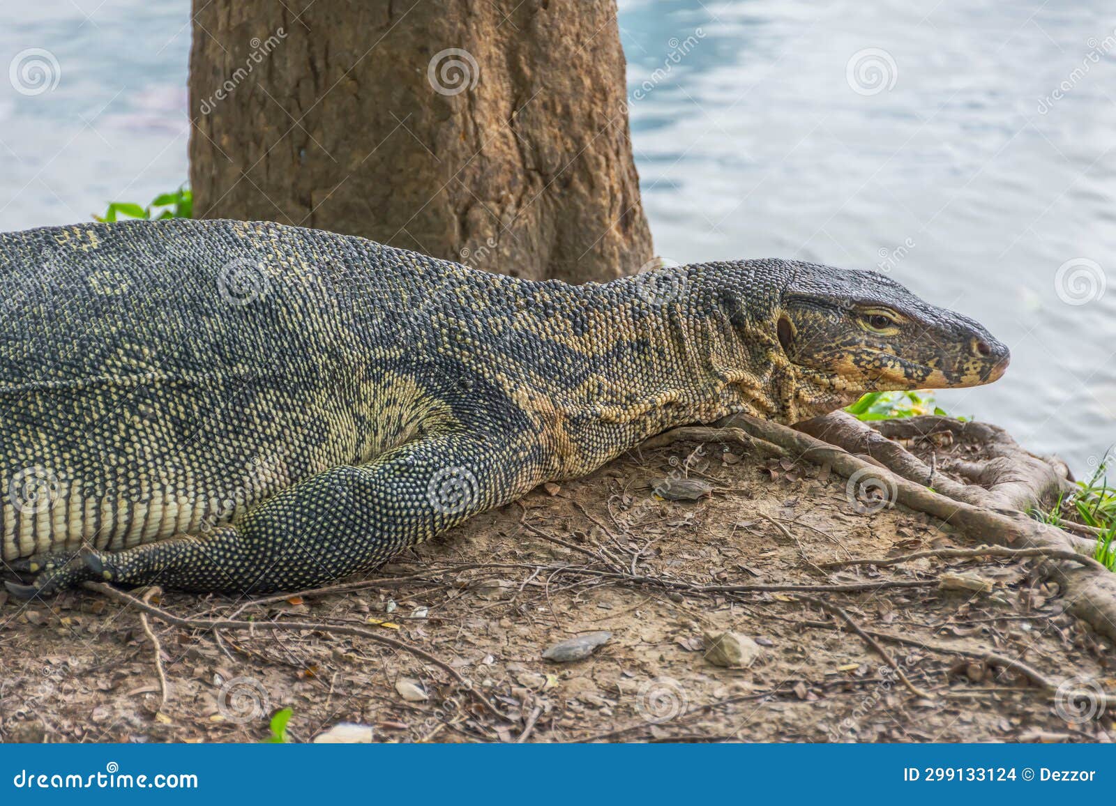 Monitor Lizard on the Shore of a Pond in a City Park in Thailand Stock ...
