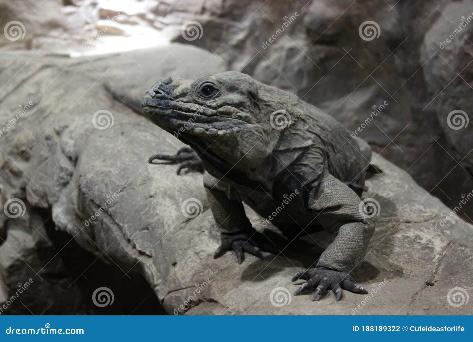 A Monitor Lizard Sits in a Cave on the Stones and Stares Intently at ...