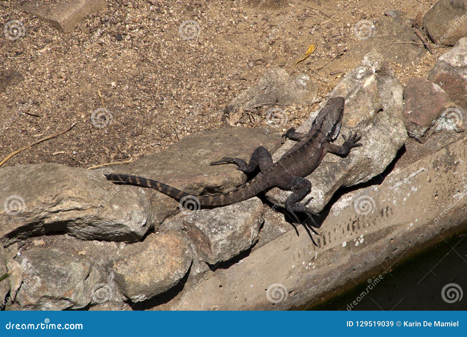 Monitor Lizard Sun Baking by Garden Pond on a Spring Day Stock Image ...