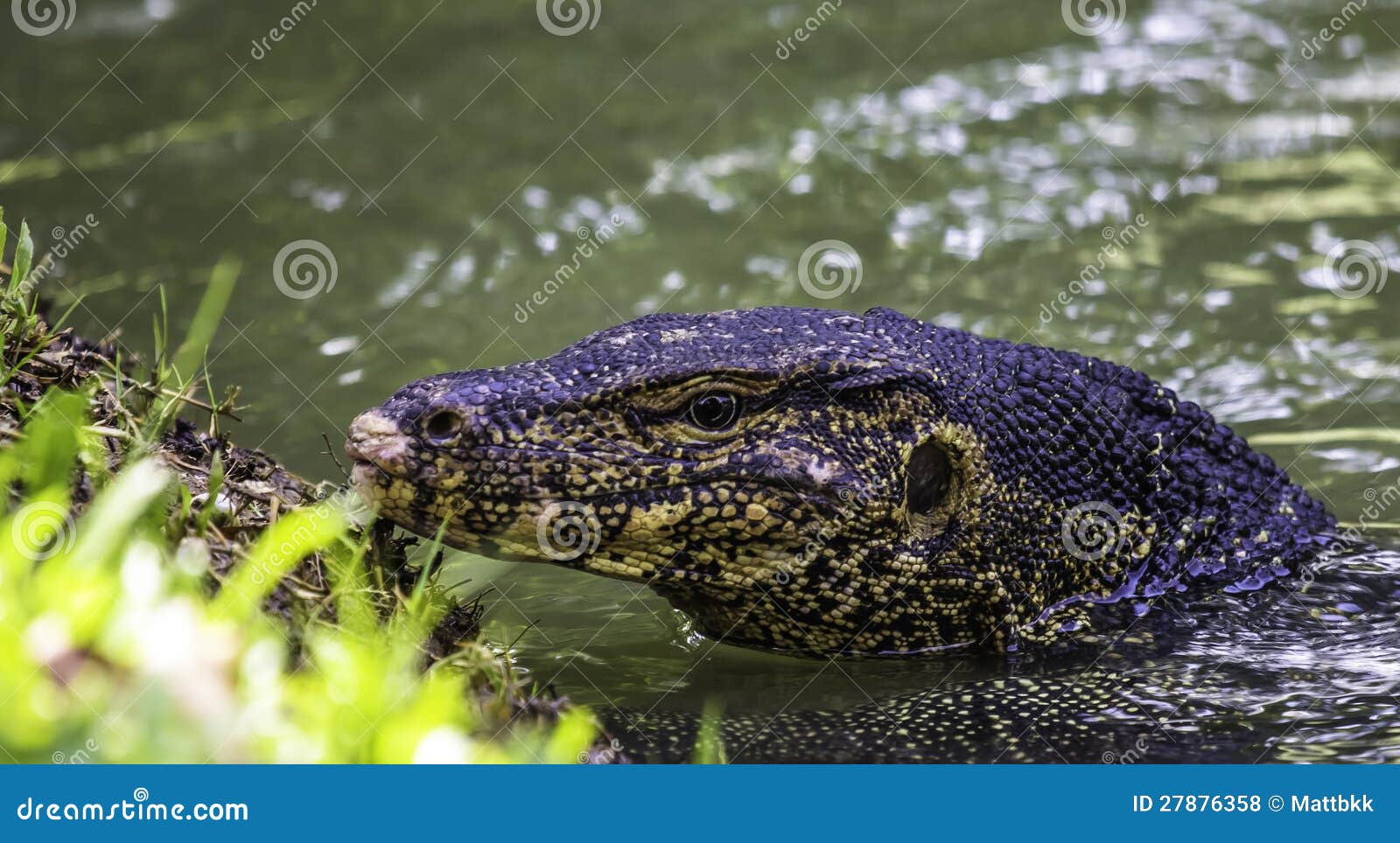Monitor lizard swimming stock photo. Image of dragon - 27876358