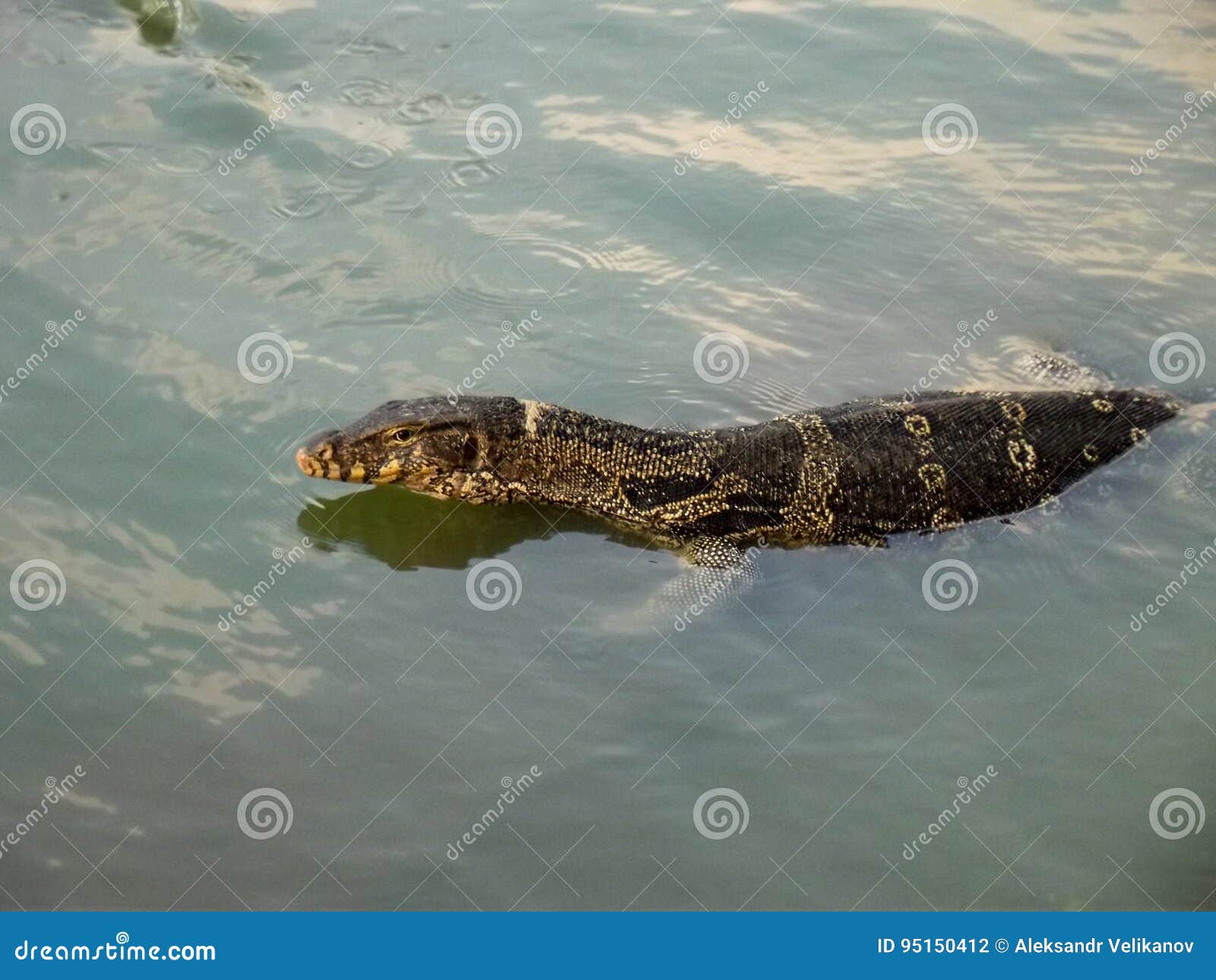 Monitor lizard swimming stock photo. Image of dangerous - 95150412