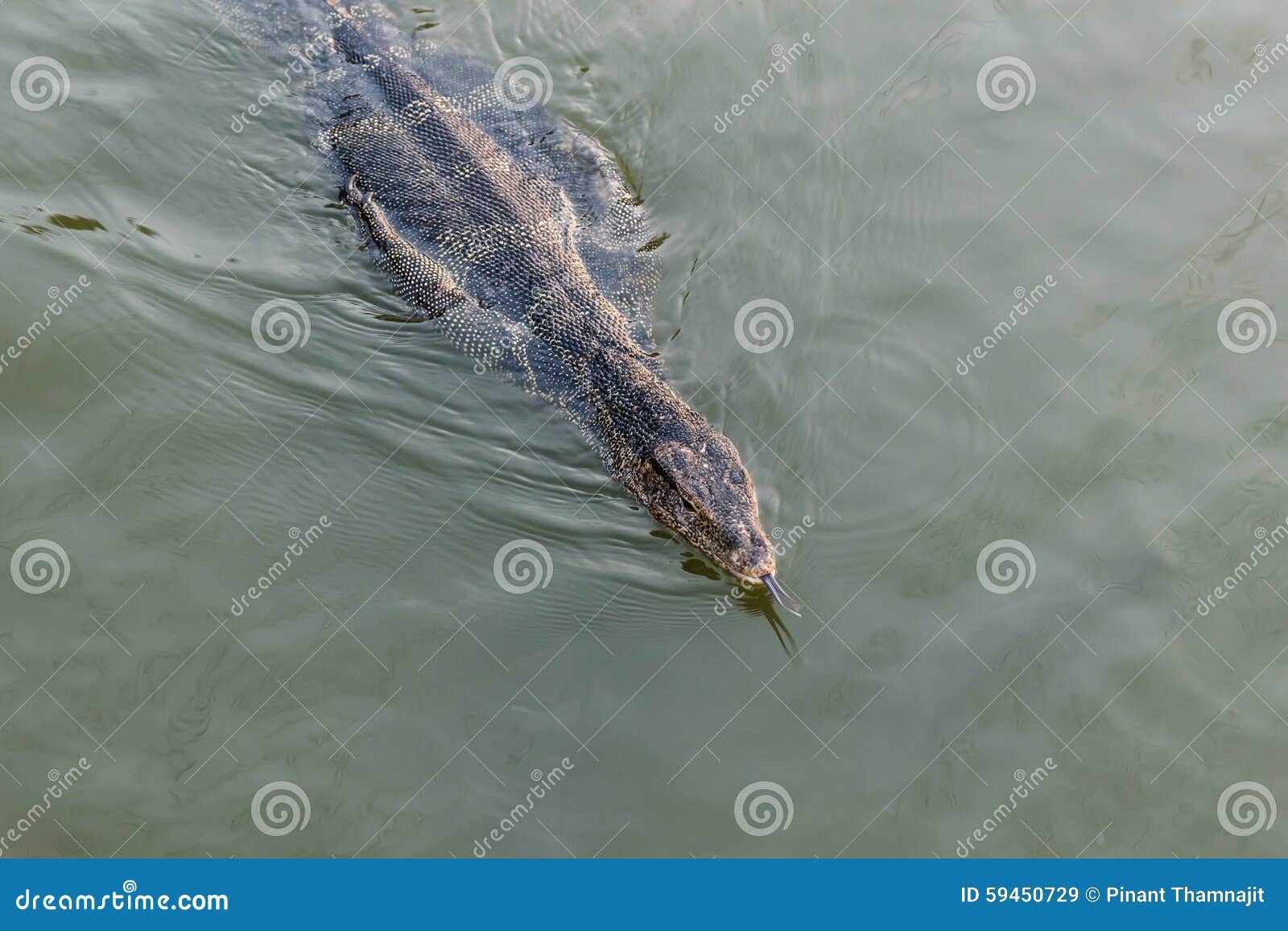 Monitor lizard swimming. stock image. Image of reptile - 59450729