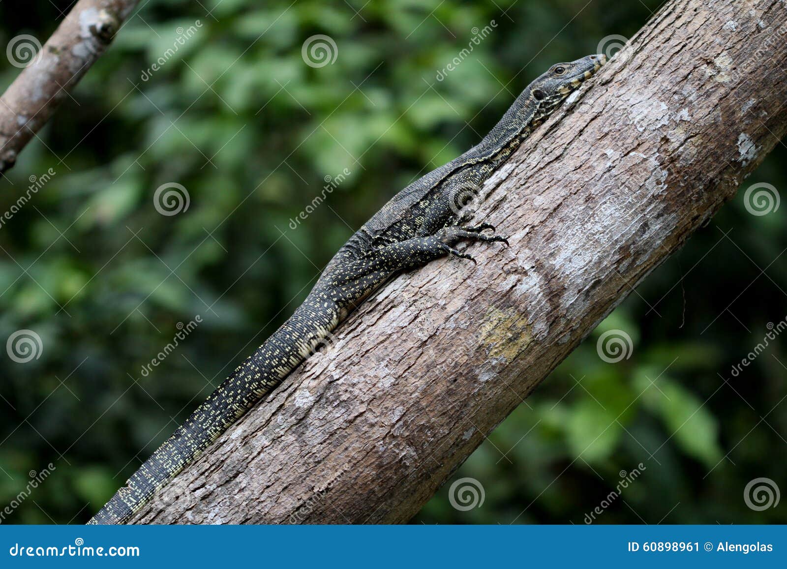 Monitor Lizard on the Tree Branch Stock Image - Image of lizard ...