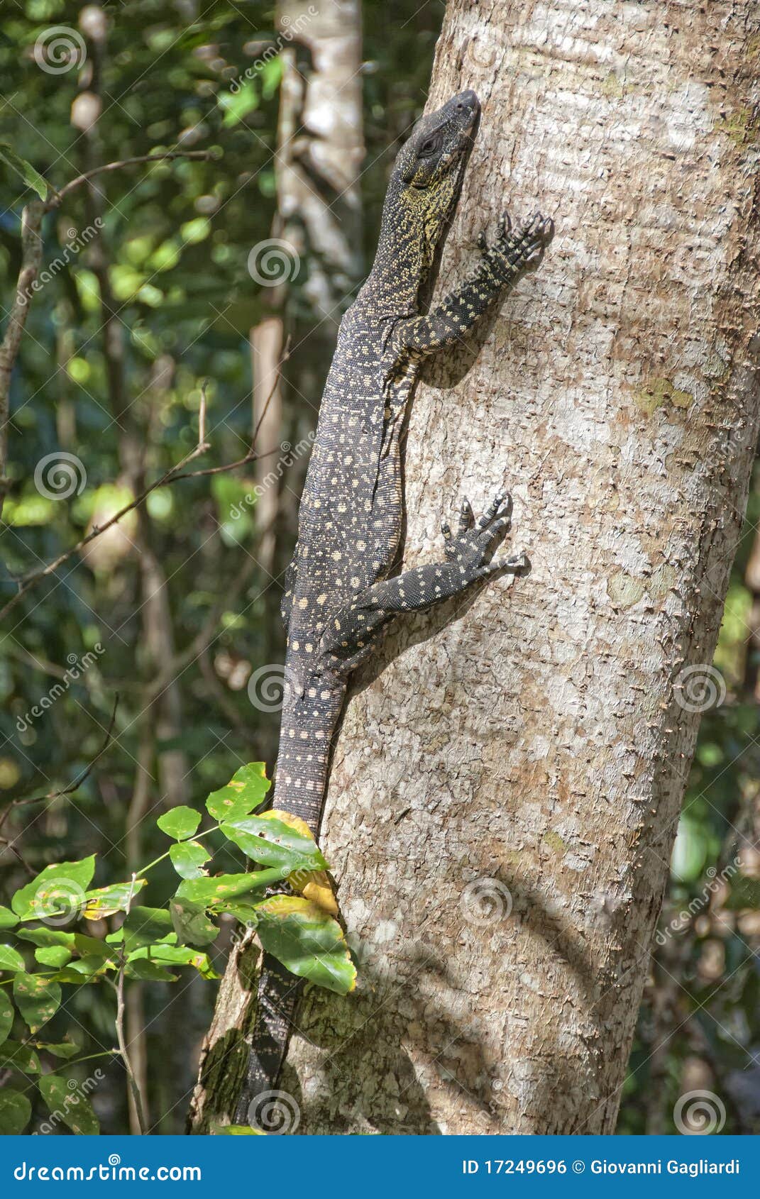 Monitor Lizard On A Tree, Whitsunday Islands Stock Photography ...
