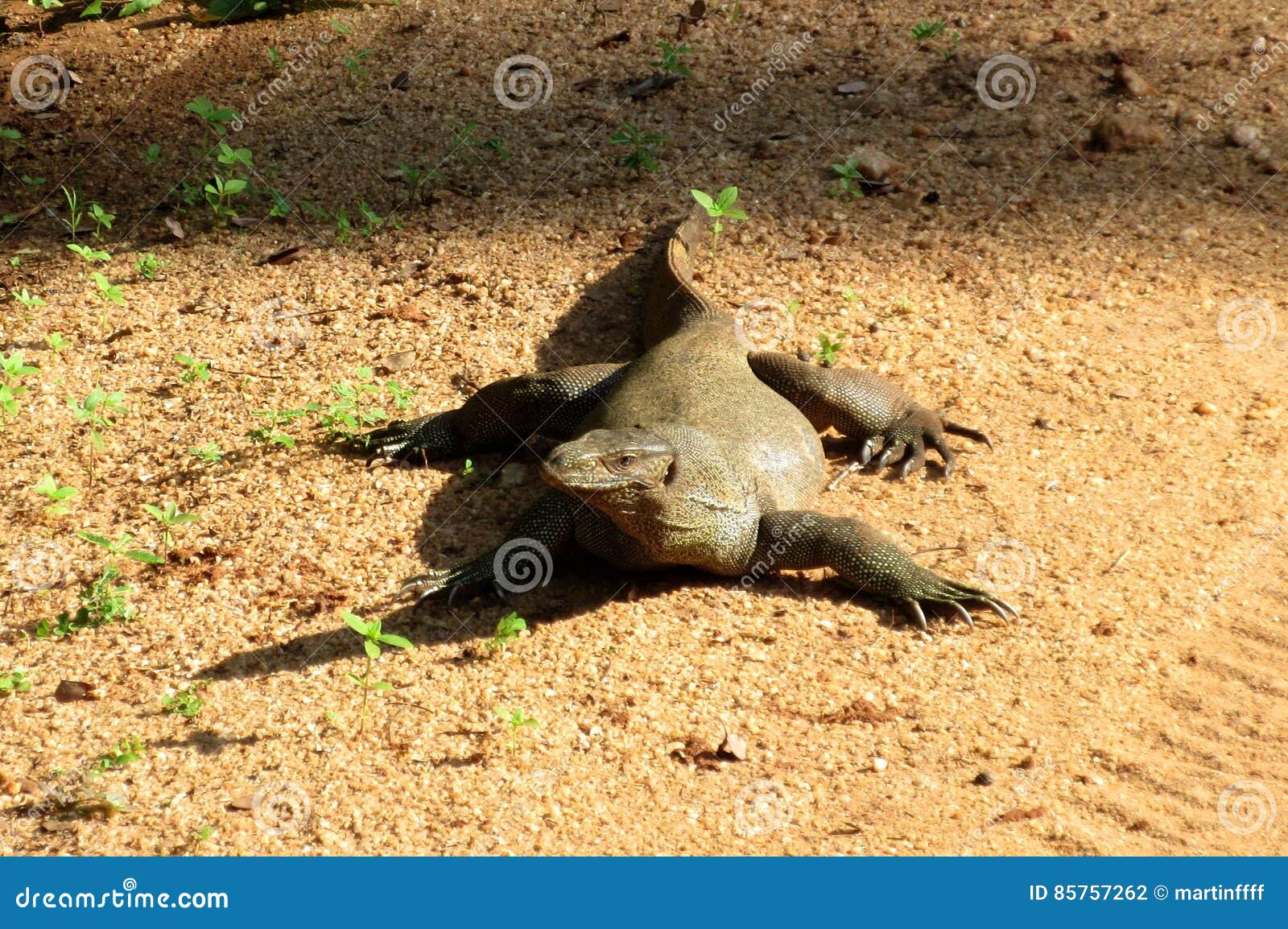 Monitor lizard stock photo. Image of varan, monitor, reptile - 85757262