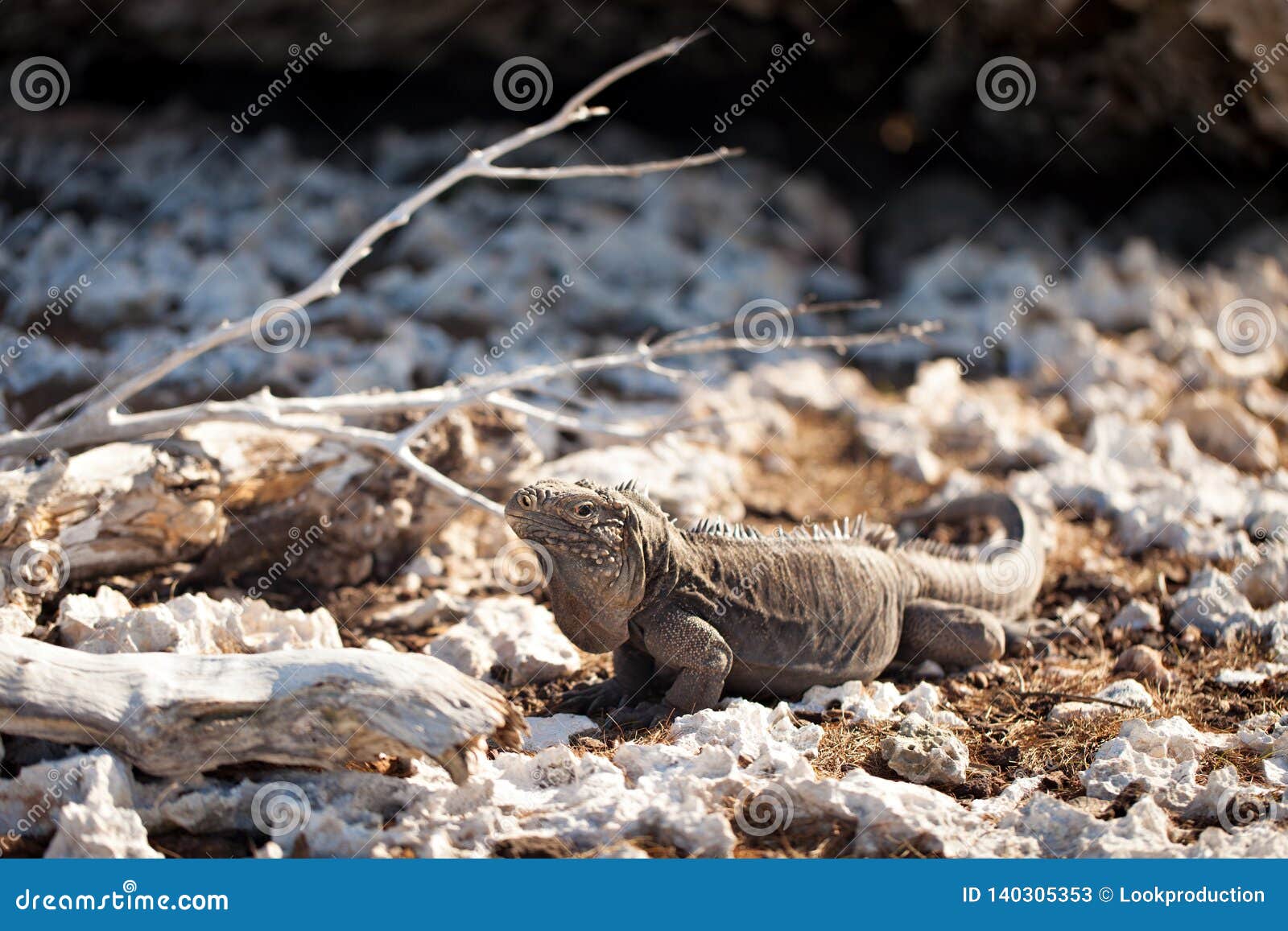 Monitor lizard, varan stock image. Image of endangered - 140305353