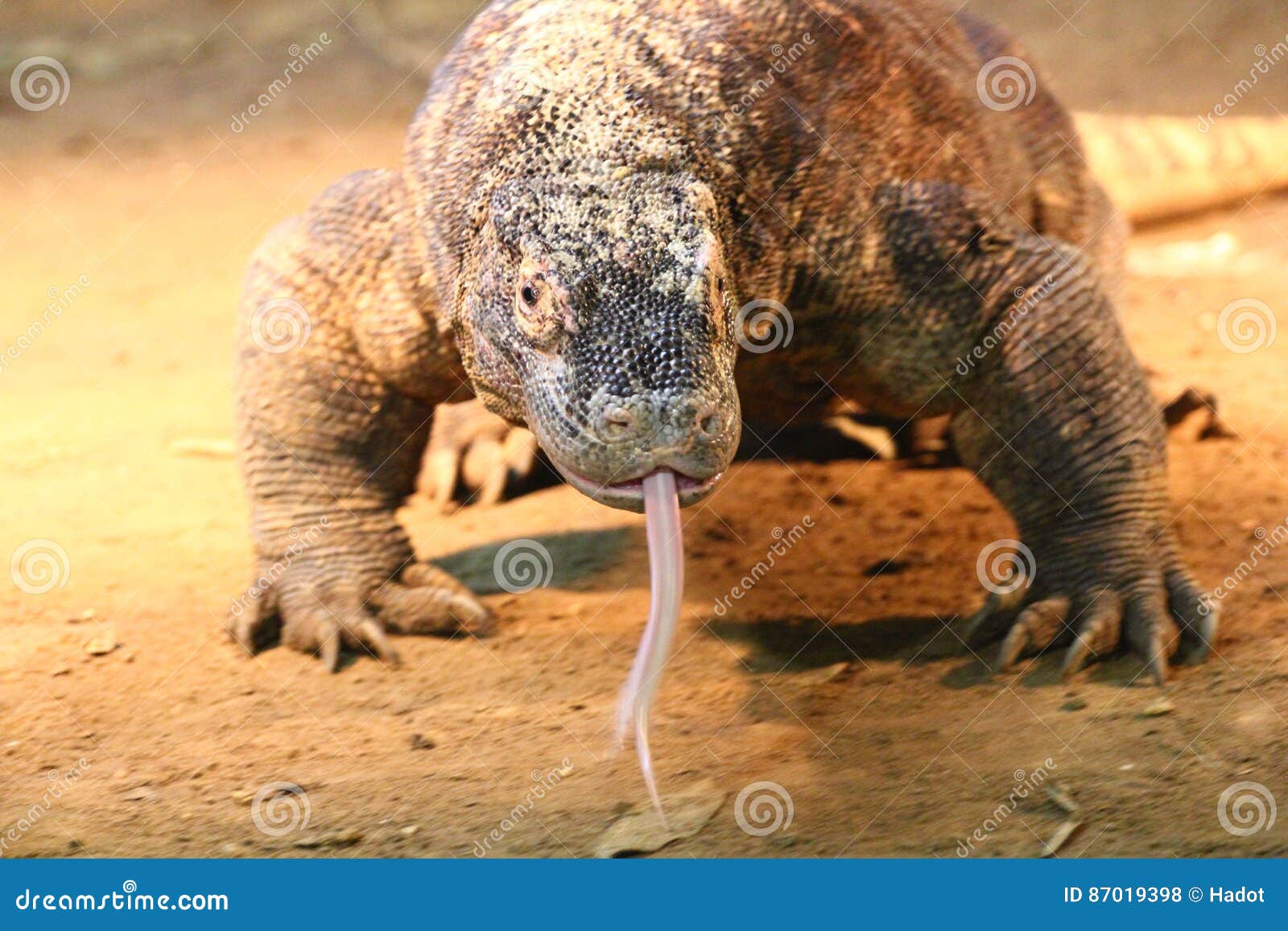 Monitor lizard Varanus stock photo. Image of lizard, varanus - 87019398