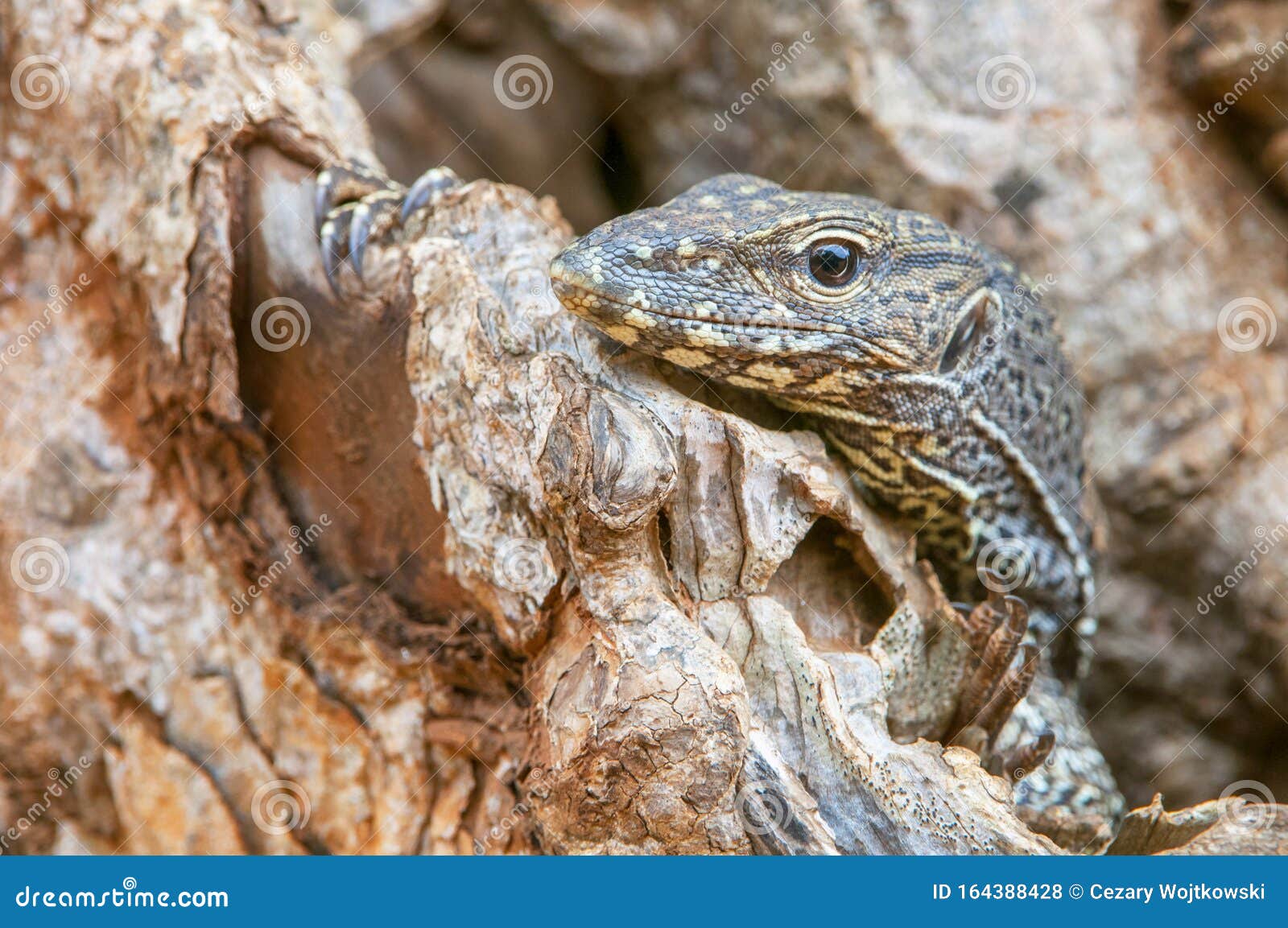 Monitor Lizard Varanus Looking Out of a Tree Hole, Sri Lanka, Yala ...