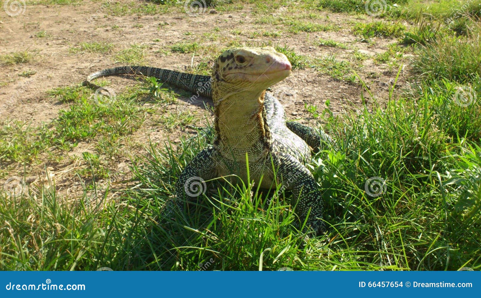 Monitor Lizard stock photo. Image of tropical, look, predator - 66457654
