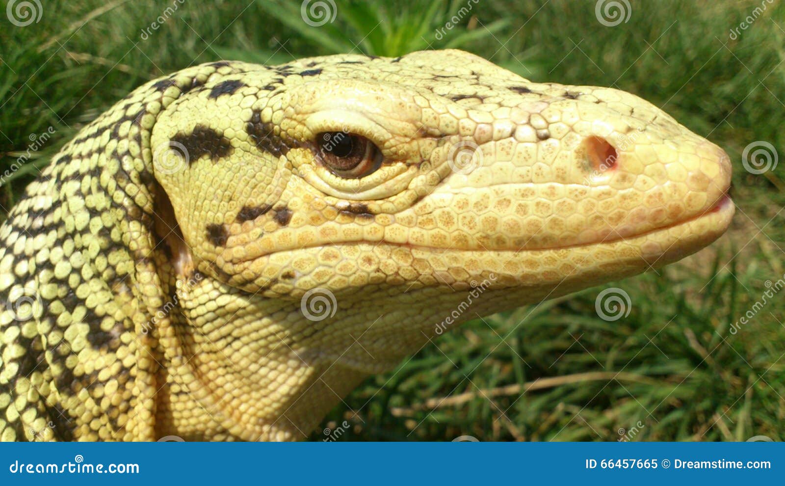Monitor Lizard stock image. Image of grass, monitor, melinus - 66457665