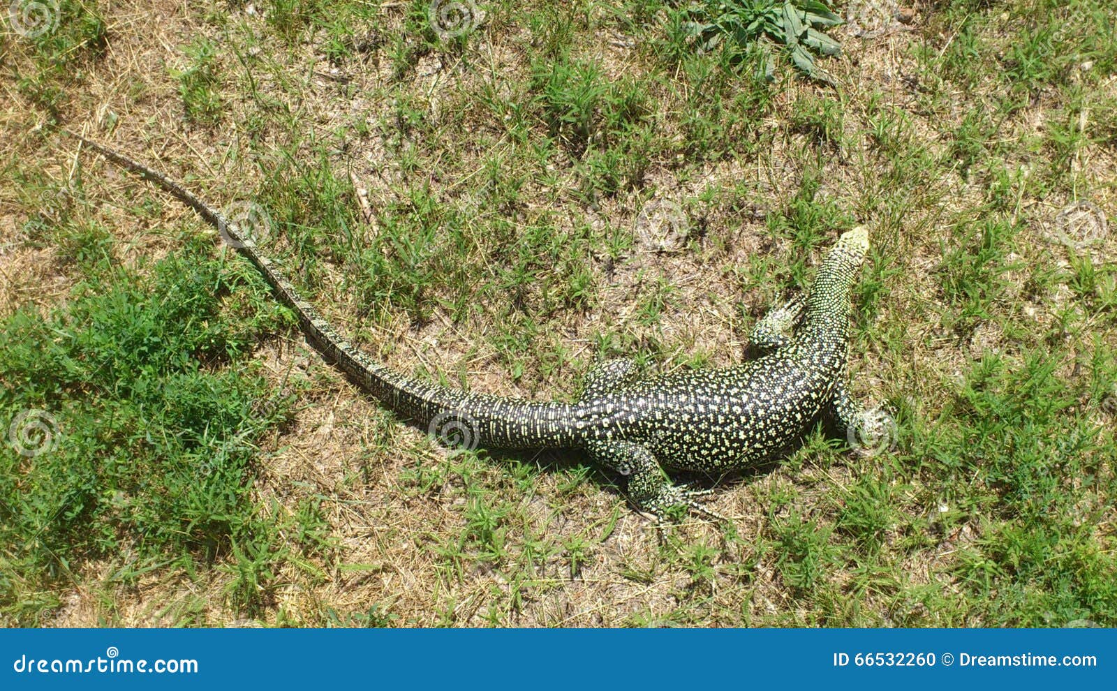 Monitor Lizard stock photo. Image of animal, predator - 66532260