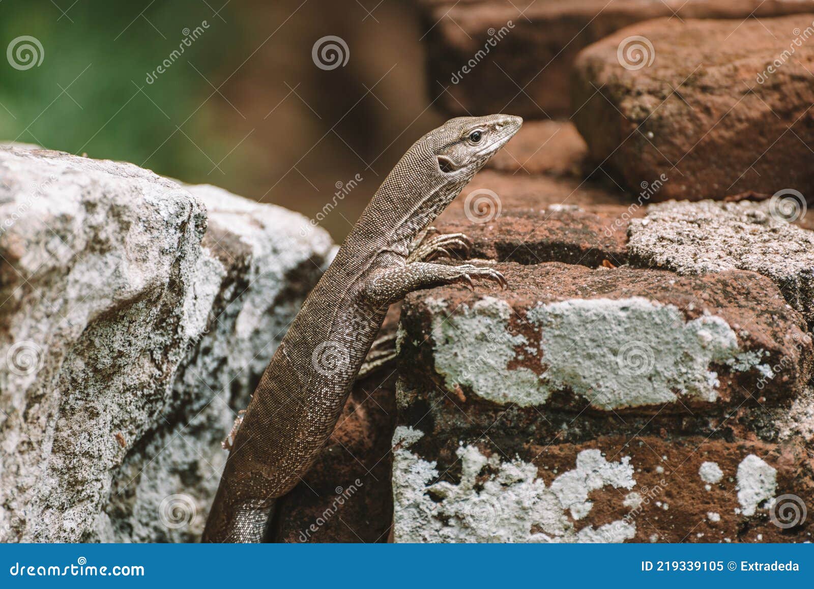 Monitor Lizard Varanus on Stone Bricks in Anuradhapura, Sri Lanka Stock ...
