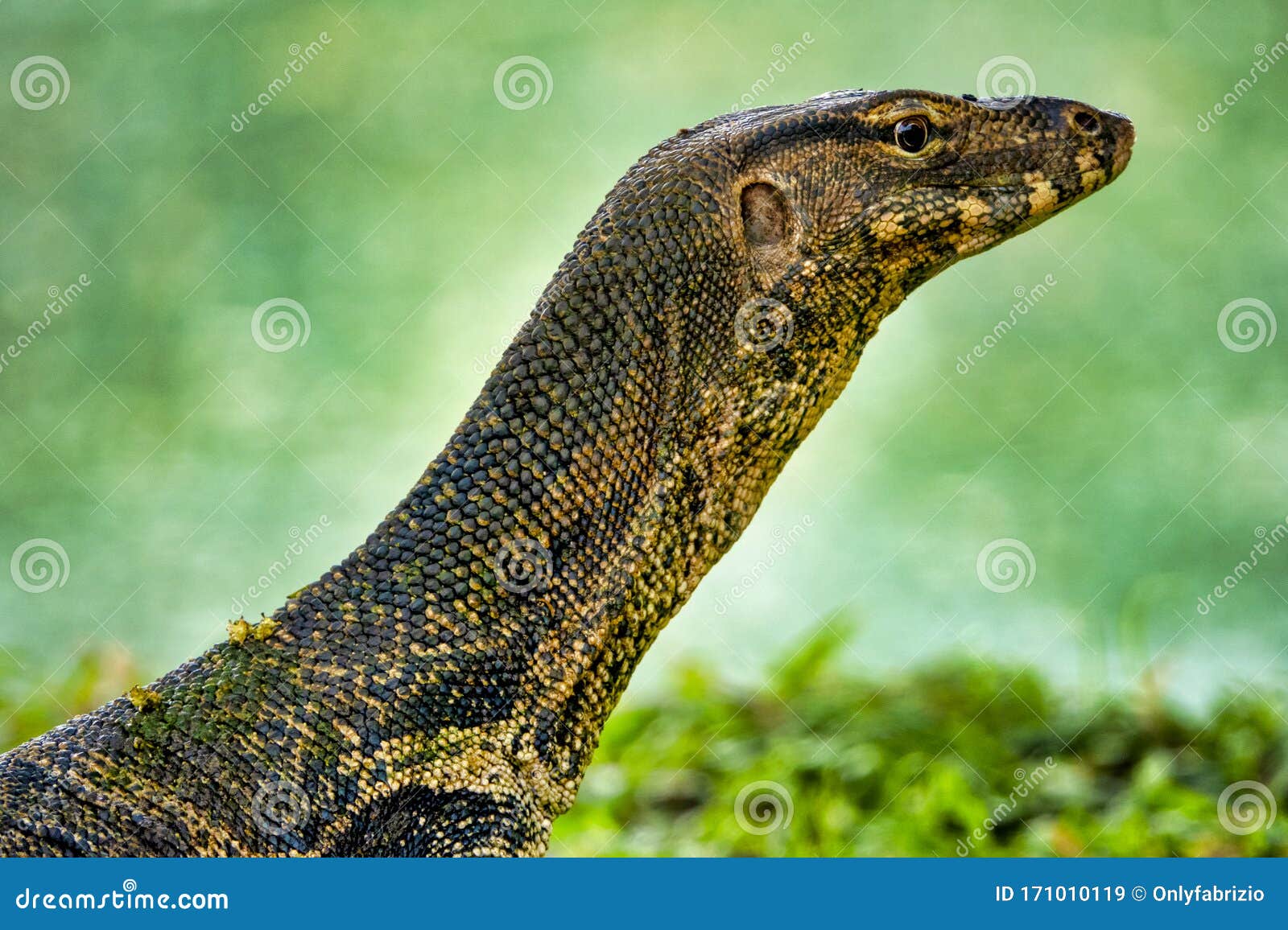 Monitor Lizard stock image. Image of adult, thai, close - 171010119