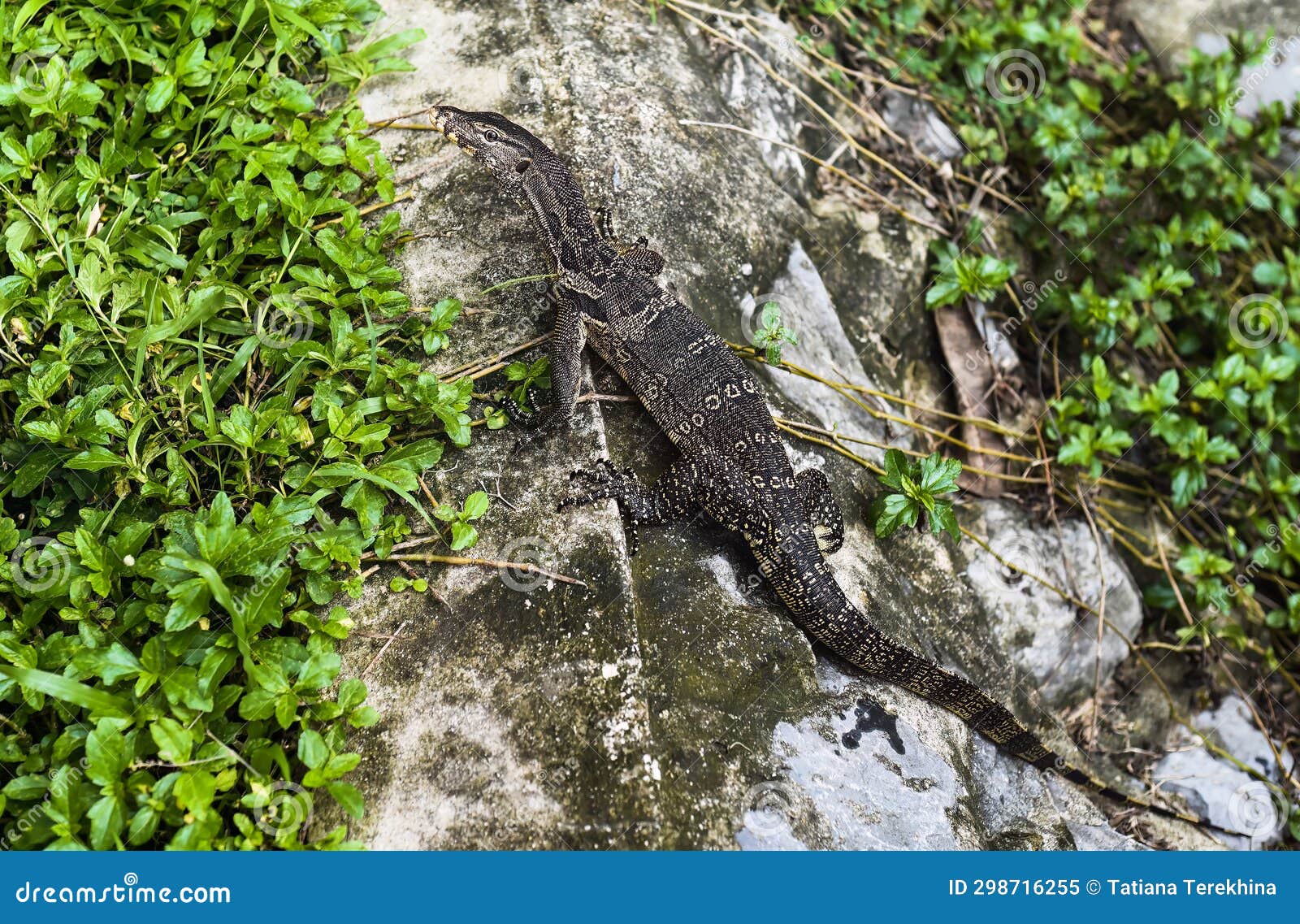 Monitor Lizard or Varanus Walking in Thailand Park Stock Image - Image ...