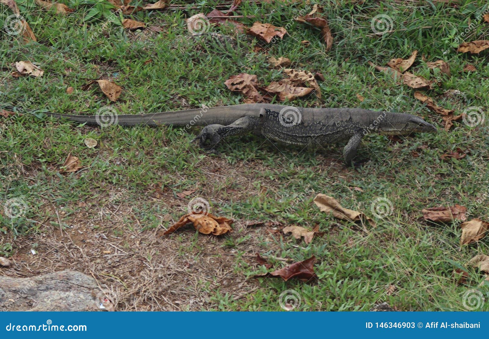 Monitor Lizard Walking Around Stock Image - Image of nature, perhentian ...