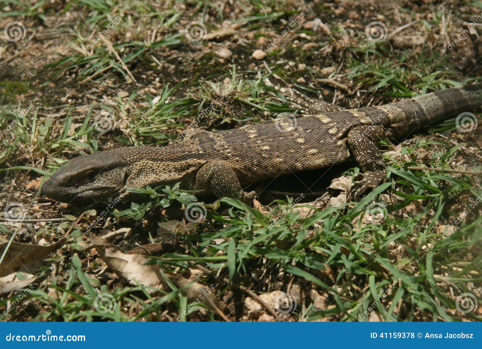 Monitor lizard stock photo. Image of mammals, varamus - 41159378