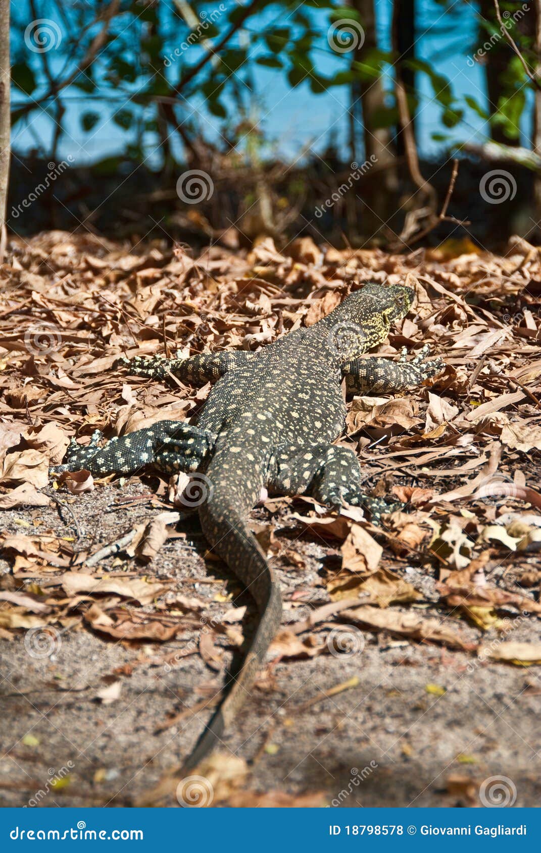 Monitor Lizard in the Whitsundays Stock Photo - Image of large, meat ...