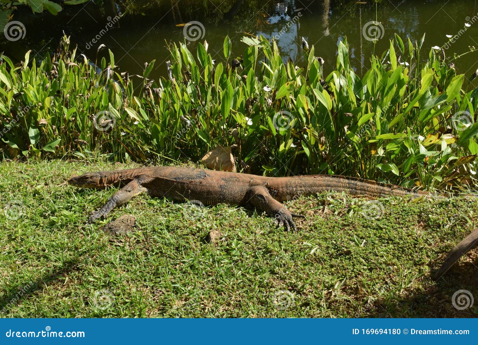 Monitor Lizard in the Wild of Southeast Asia Stock Photo - Image of ...