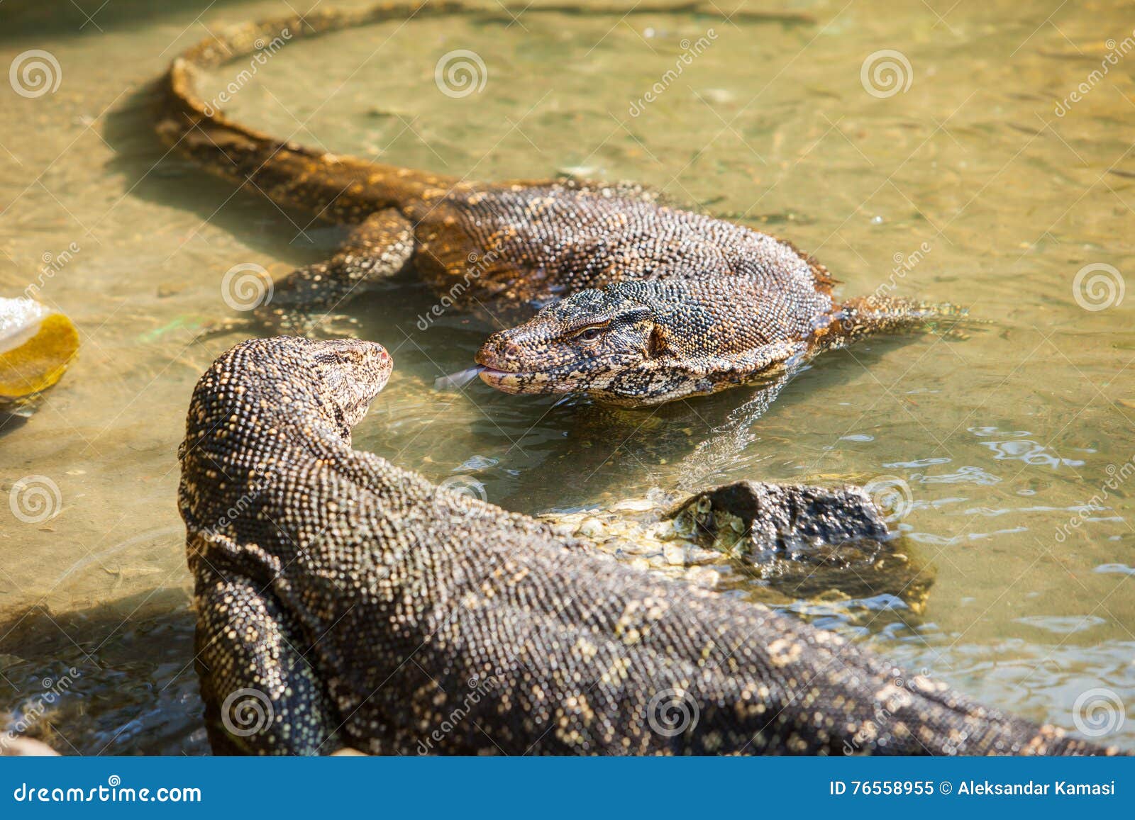 Two Monitor Lizards Are Playing On The Ground Stock Image ...