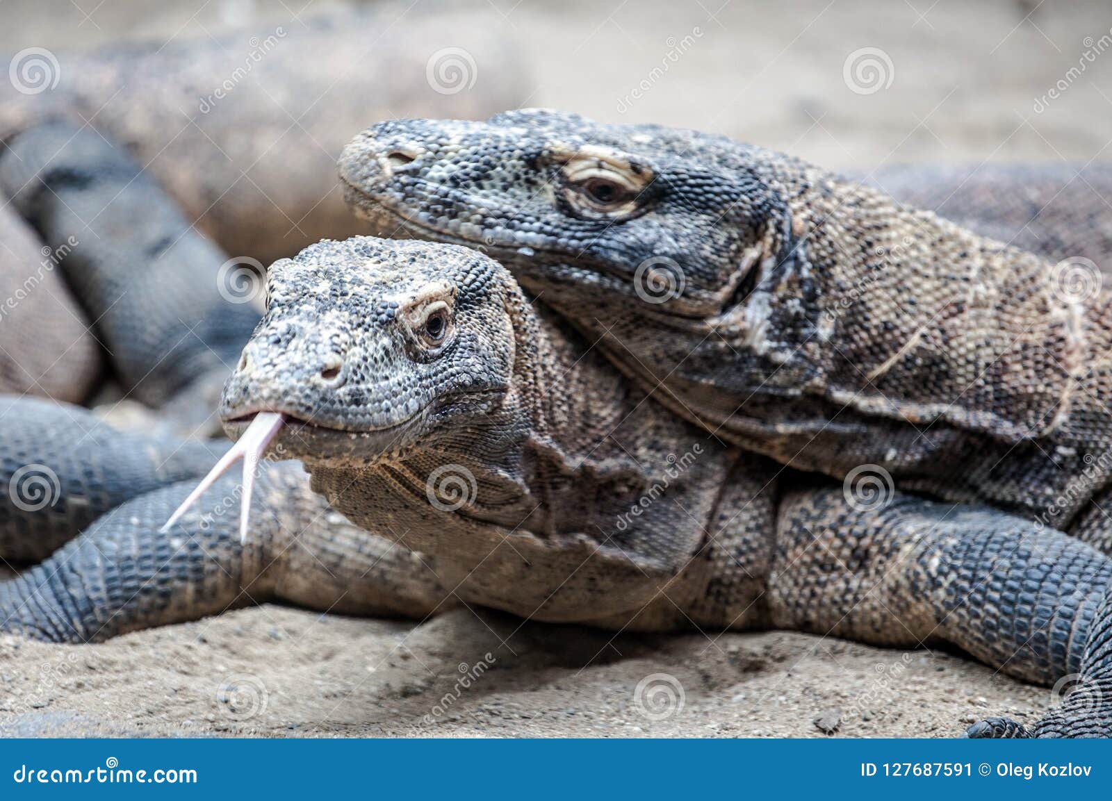 Monitor lizards stock image. Image of animal, view, eyes - 127687591