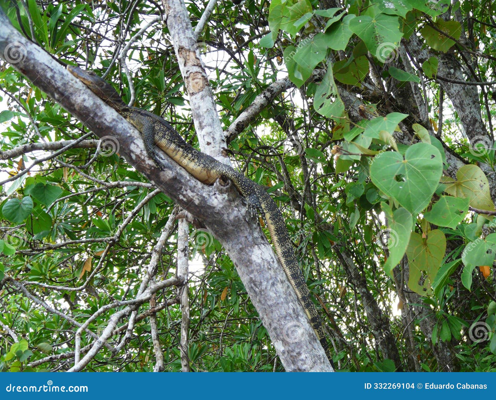 Monitor Monitor in Tree, Kota Kinabalu, Island of Borneo, Malaysia ...