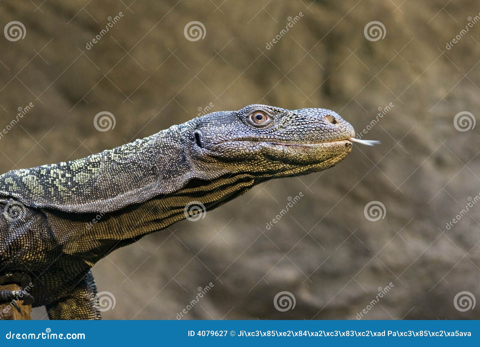 Varanus Rudicollis Black Background Stock Photography | CartoonDealer ...