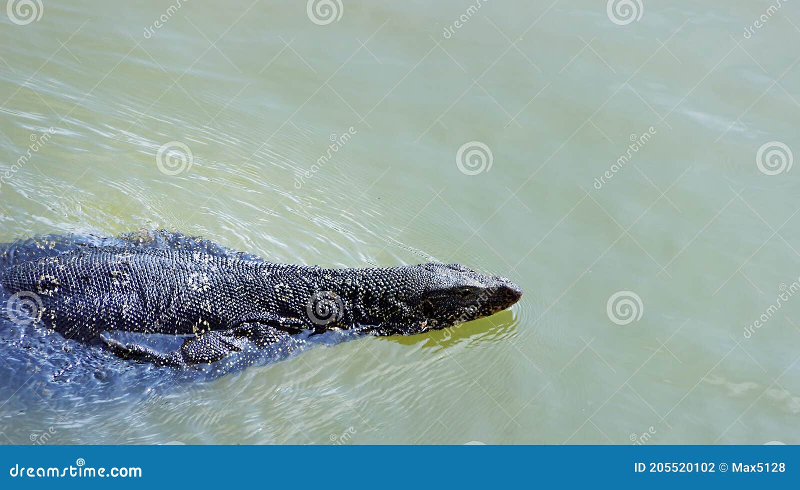 Monitor or Water Lizard Floating in the Lake Stock Photo - Image of ...