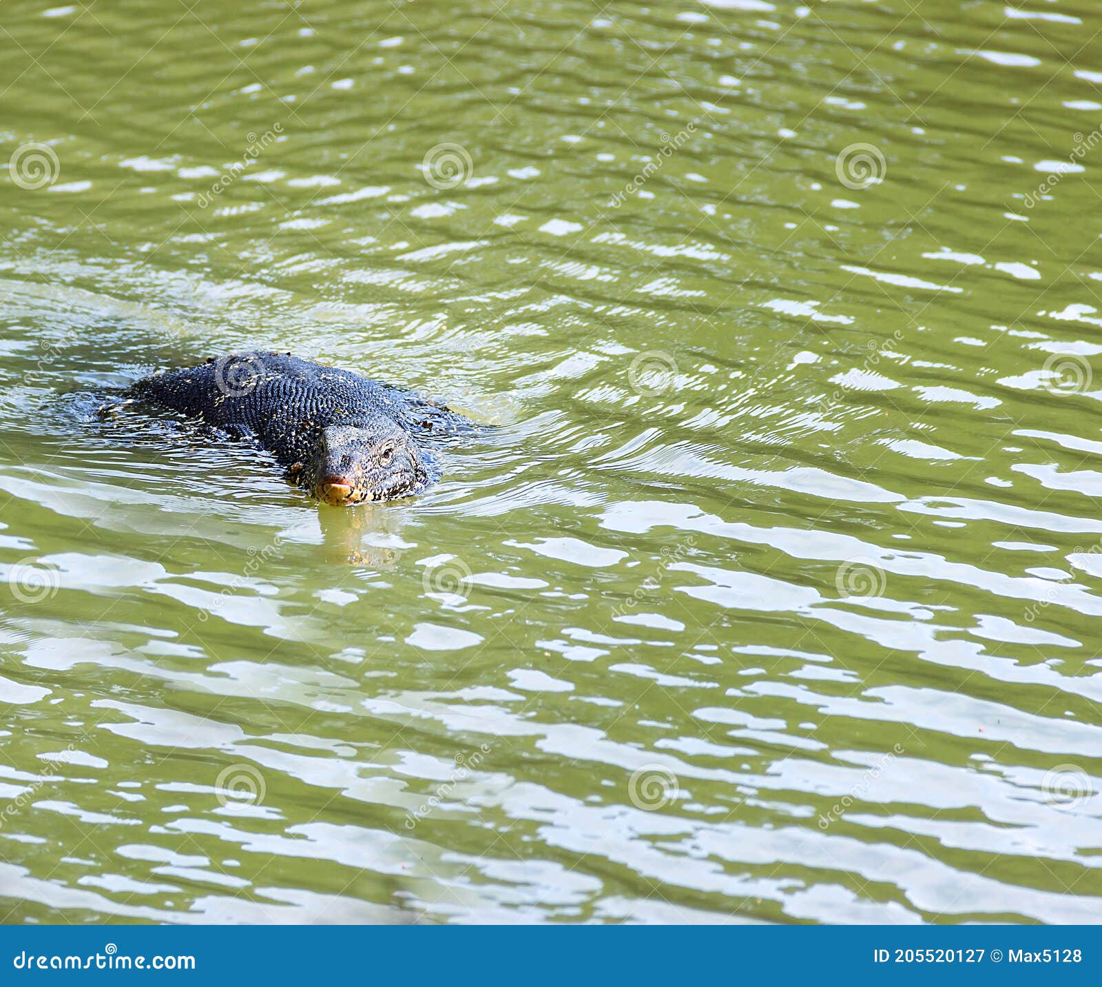 Monitor or Water Lizard Floating in the Lake Stock Image - Image of ...