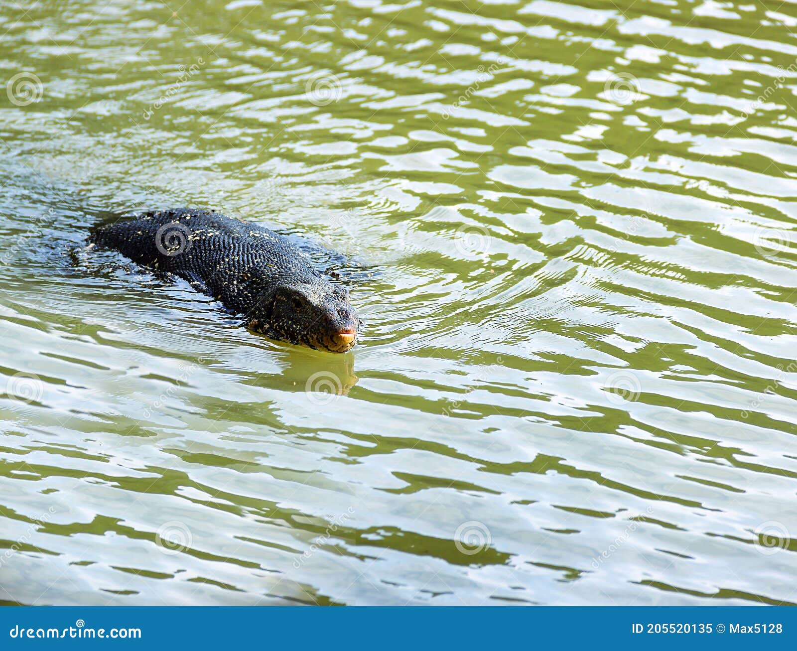 Monitor or Water Lizard Floating in the Lake Stock Image - Image of ...