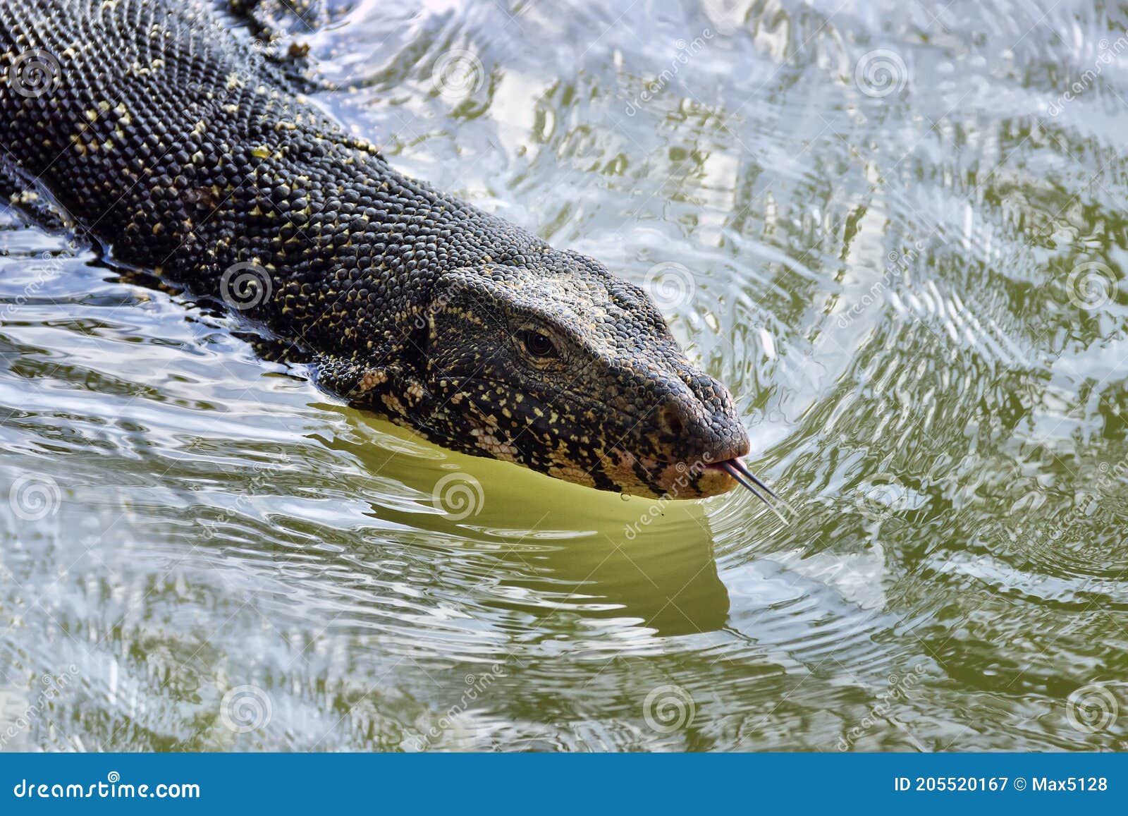 Monitor or Water Lizard Floating in the Lake Stock Image - Image of ...