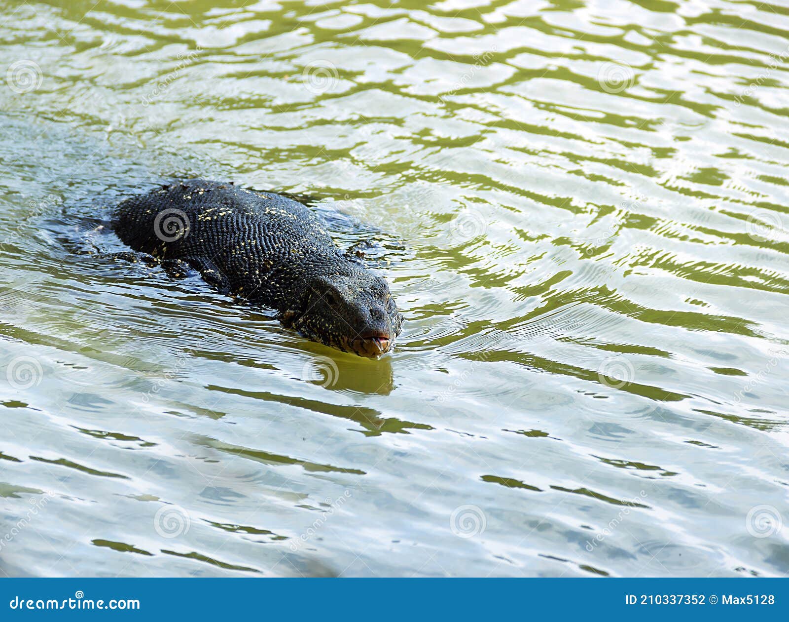 Monitor or Water Lizard Floating in the Lake Stock Photo - Image of ...