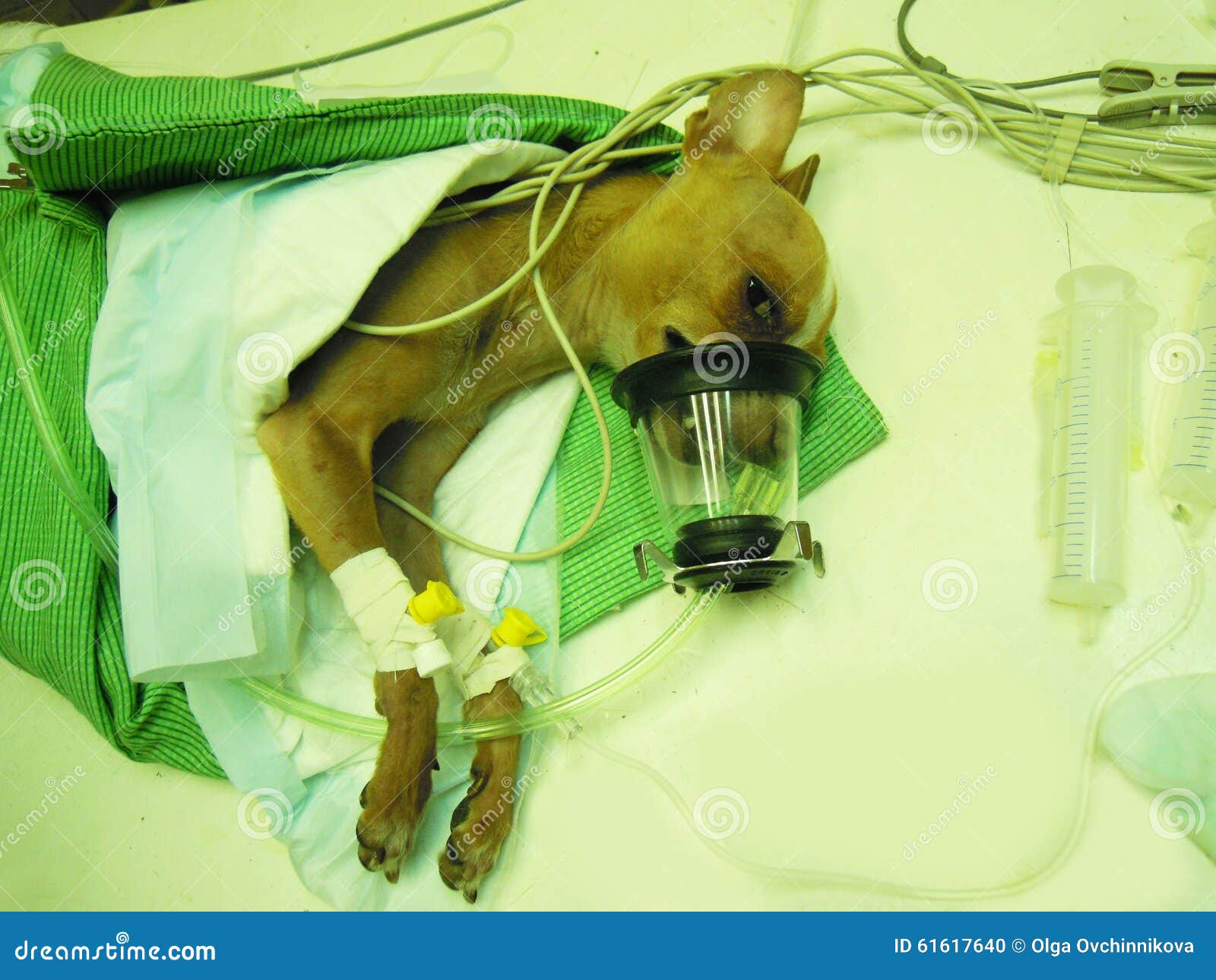 Dog Electrocardiogram Stock Photos - Free & Royalty-Free Stock Photos ...