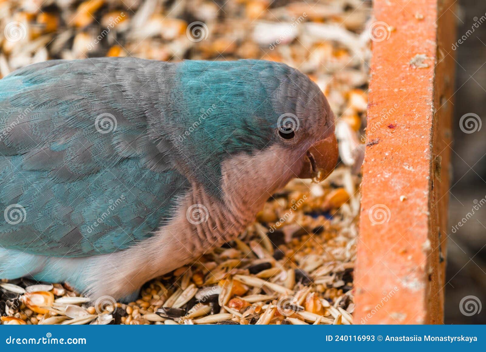 Monk Blue Parrot Eats a Pumpkin. Stock Image - Image of behaviour ...