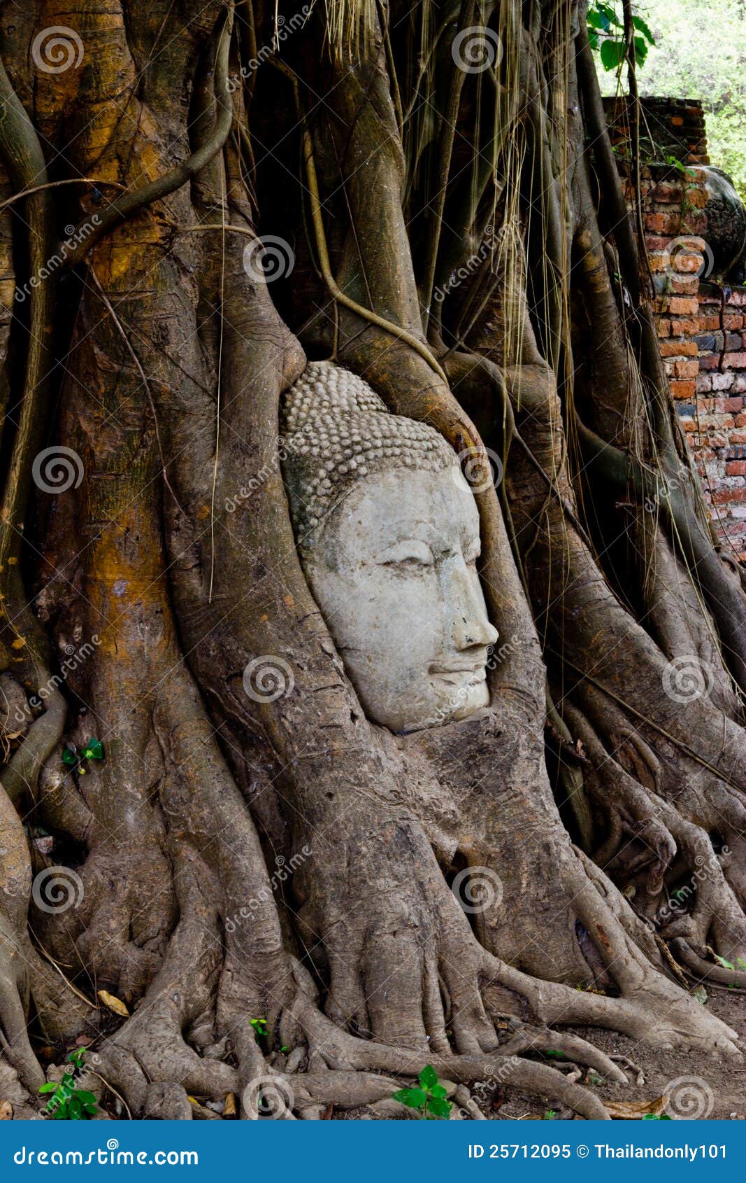 Monk Head in the Banyan Tree Stock Image - Image of budcha, buddha ...